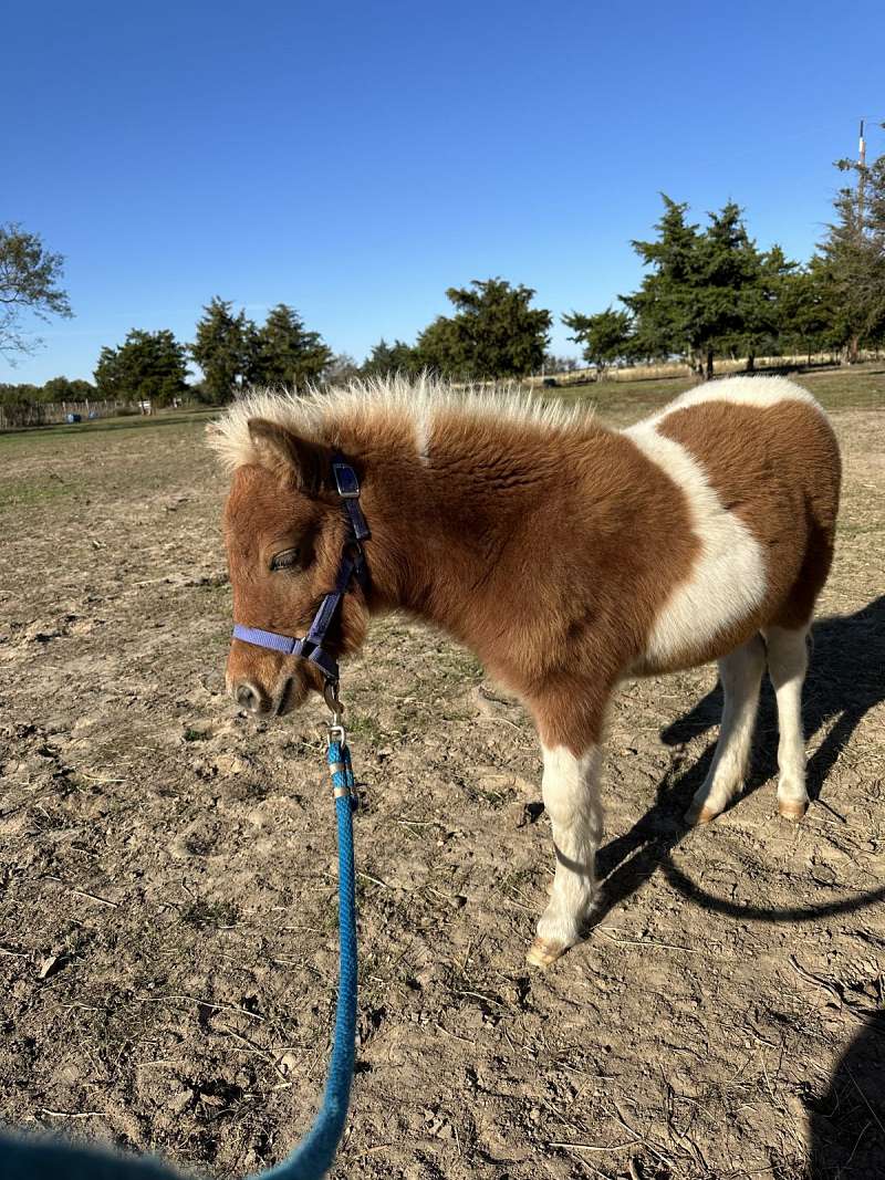 Liberty- Fancy Paint Filly