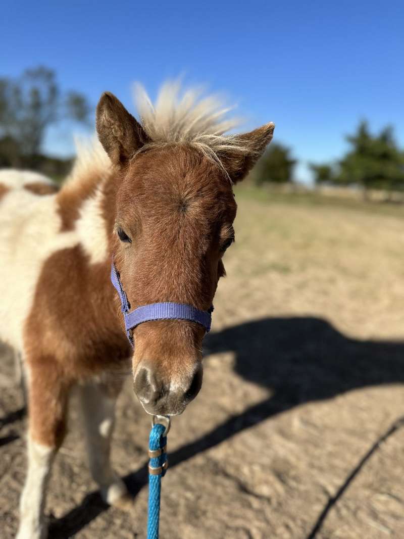 Liberty- Fancy Paint Filly