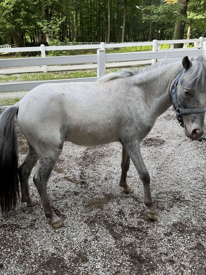 Falabella Miniature Stallion – Few Spot Beauty!
