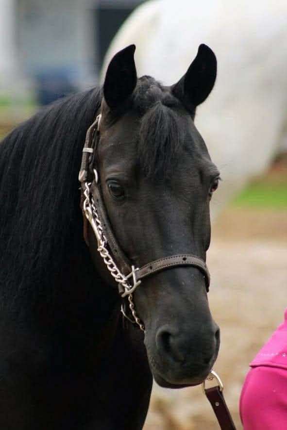 Heart of Gold Pony Alert
