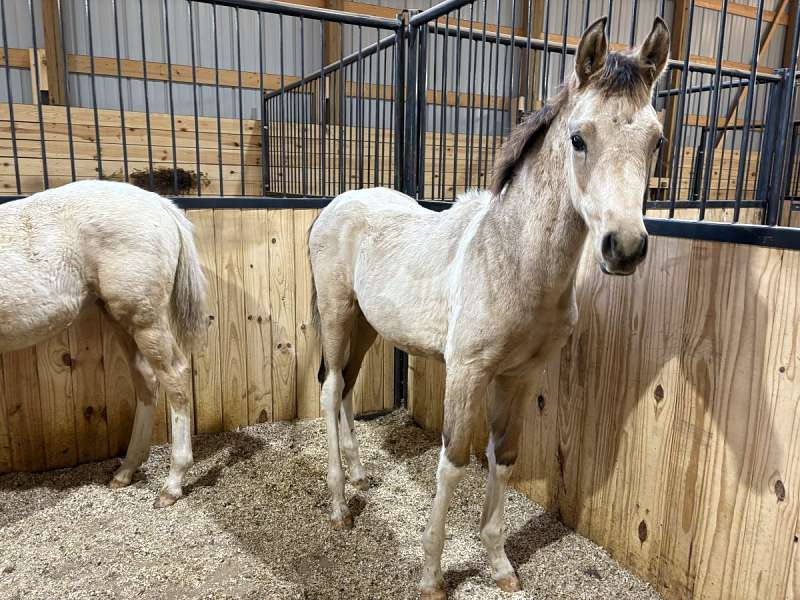 Arabian Saddlebred Buckskin Tobiano Colt
