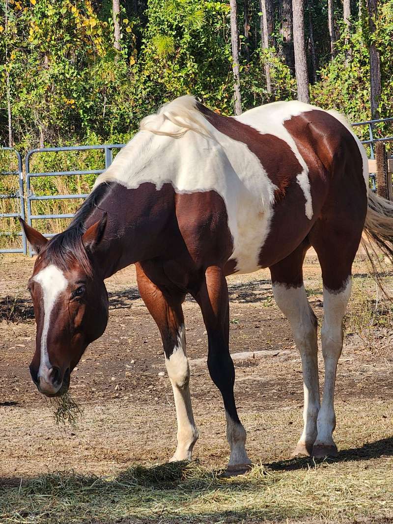 Gentle, Family-Safe Mare Looking for the Right Home