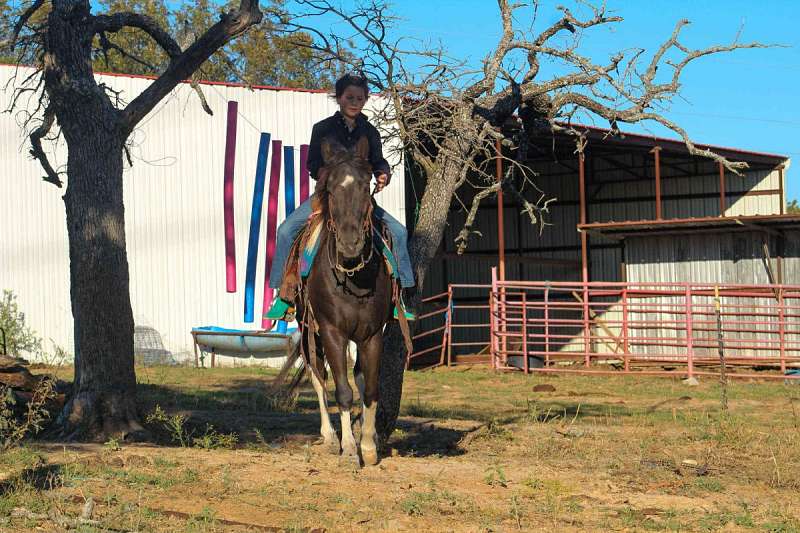 Ranch/Trail Horse Deluxe, Family Safe, Must See, Online Auction!
