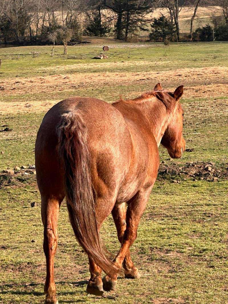 AQHA