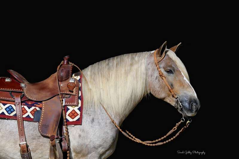 Maverick - Ideal All-Around Horse 8 yo Strawberry Roan Gypsy Cross Gelding!