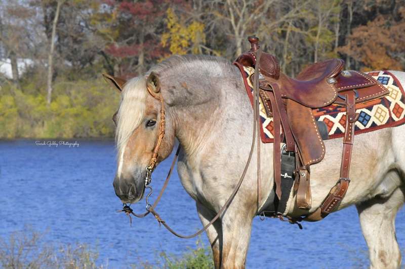 Maverick - Ideal All-Around Horse 8 yo Strawberry Roan Gypsy Cross Gelding!