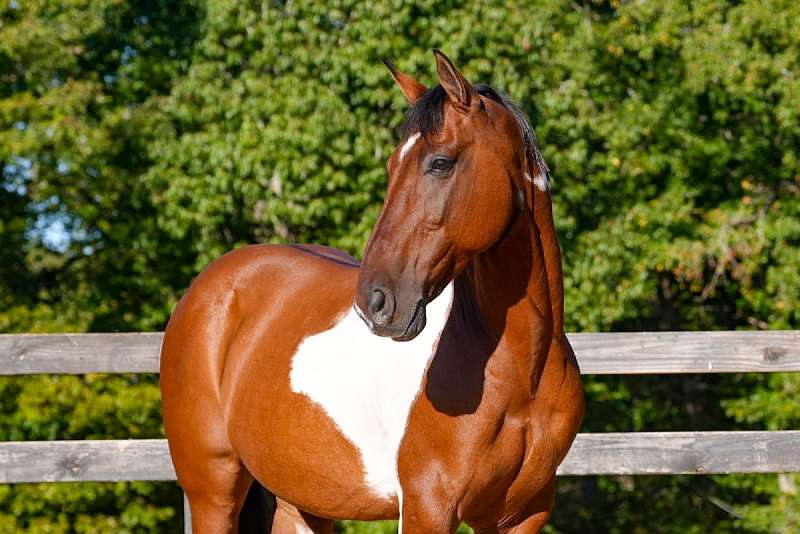 Lakota - a True Trail Master 5 Yr Old Tri-Color Paint X QH Gelding!