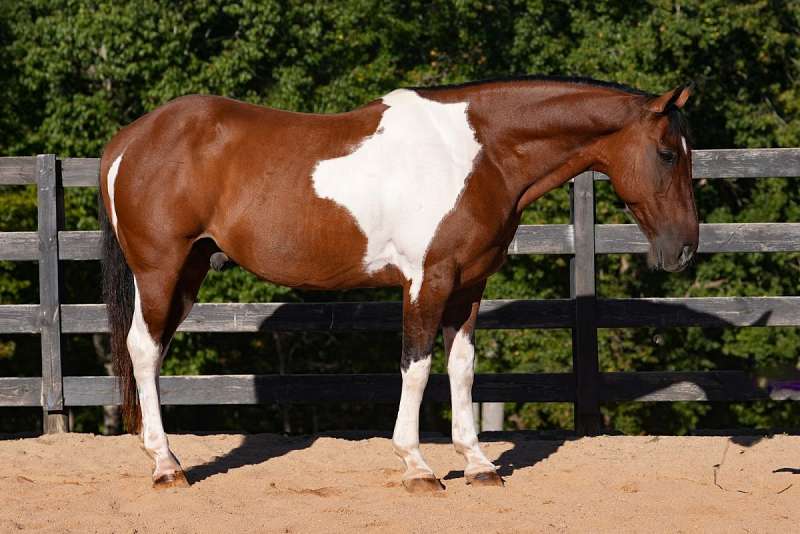 Lakota - a True Trail Master 5 Yr Old Tri-Color Paint X QH Gelding!