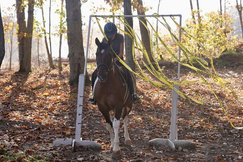 Lakota - a True Trail Master 5 Yr Old Tri-Color Paint X QH Gelding!