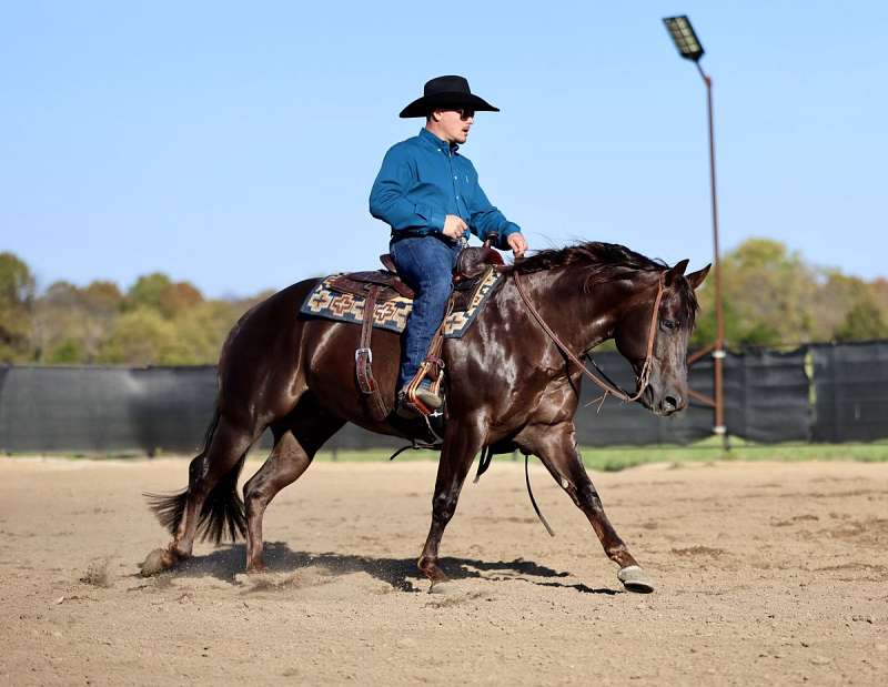 Good Lil Spook - Classy Ranch & Reining Horse 5 yo Chestnut AQHA Stallion!