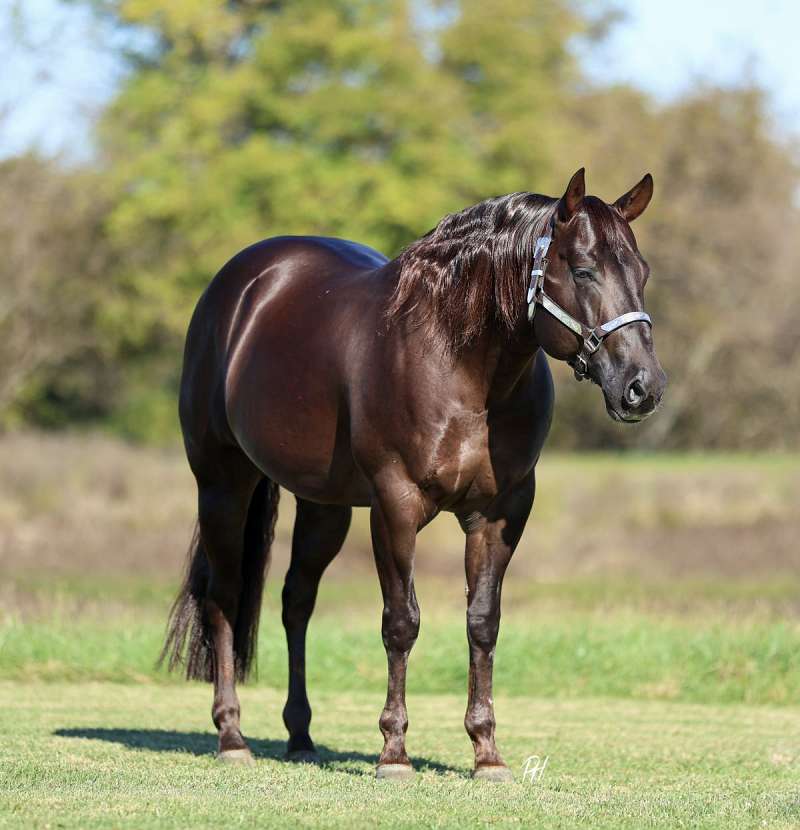 Good Lil Spook - Classy Ranch & Reining Horse 5 yo Chestnut AQHA Stallion!