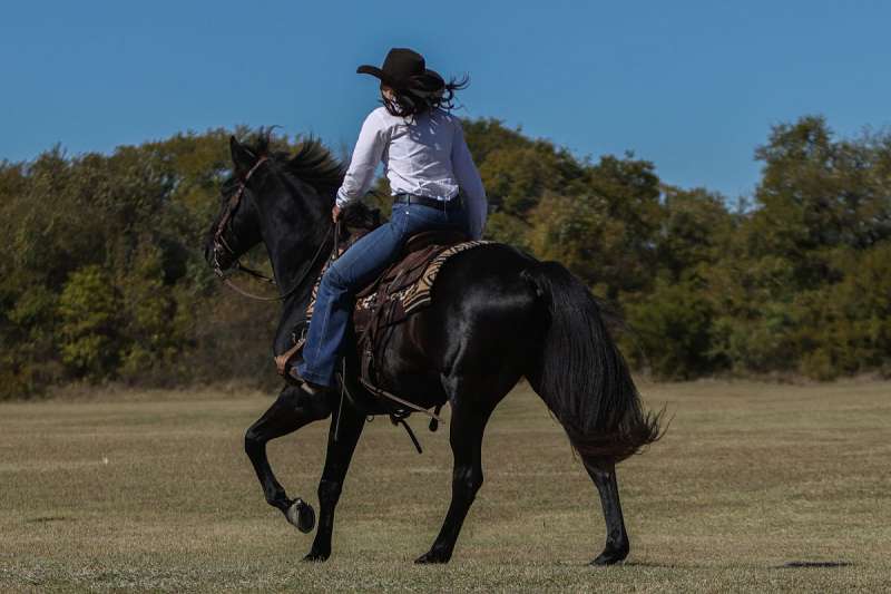 Deets - Tustworthy and User Friendly 9 yo Black Quarter Horse Gelding!