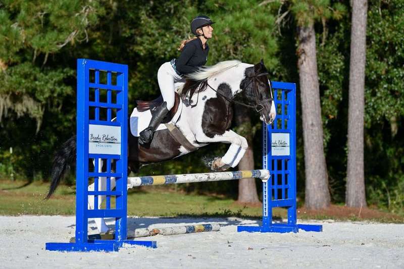 Chip - Extremely Elegant & Kind 4 Yr Old Paint Draft Cross Gelding!