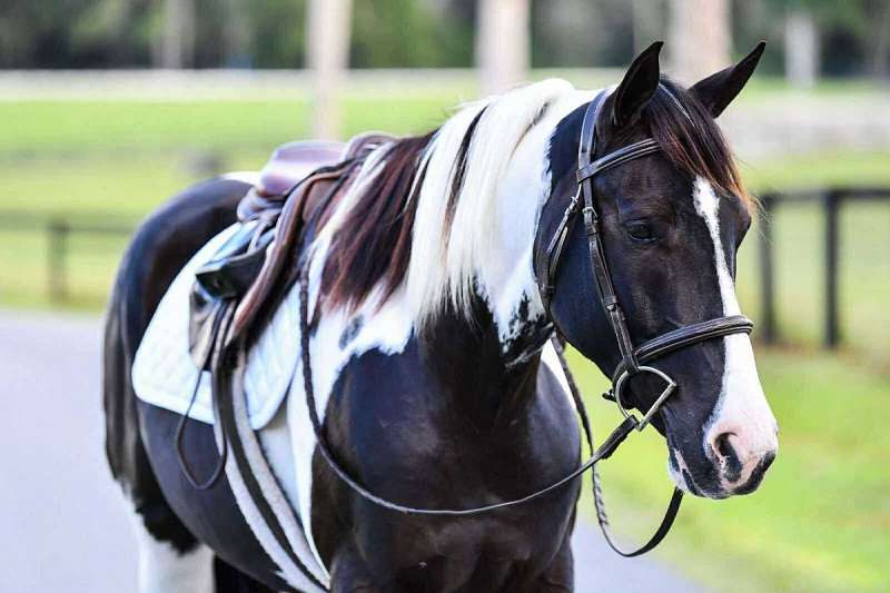Chip - Extremely Elegant & Kind 4 Yr Old Paint Draft Cross Gelding!