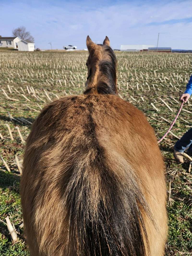 Super Gentle Dun AQHA Filly