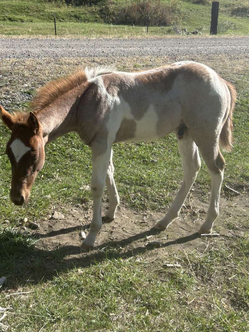 Red Roan Tobiano