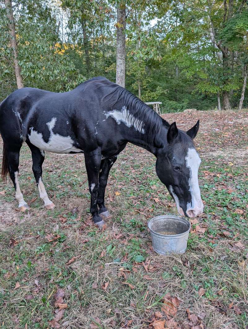 Dixie! Beautiful Black Overo Paint Mare Well-Broke