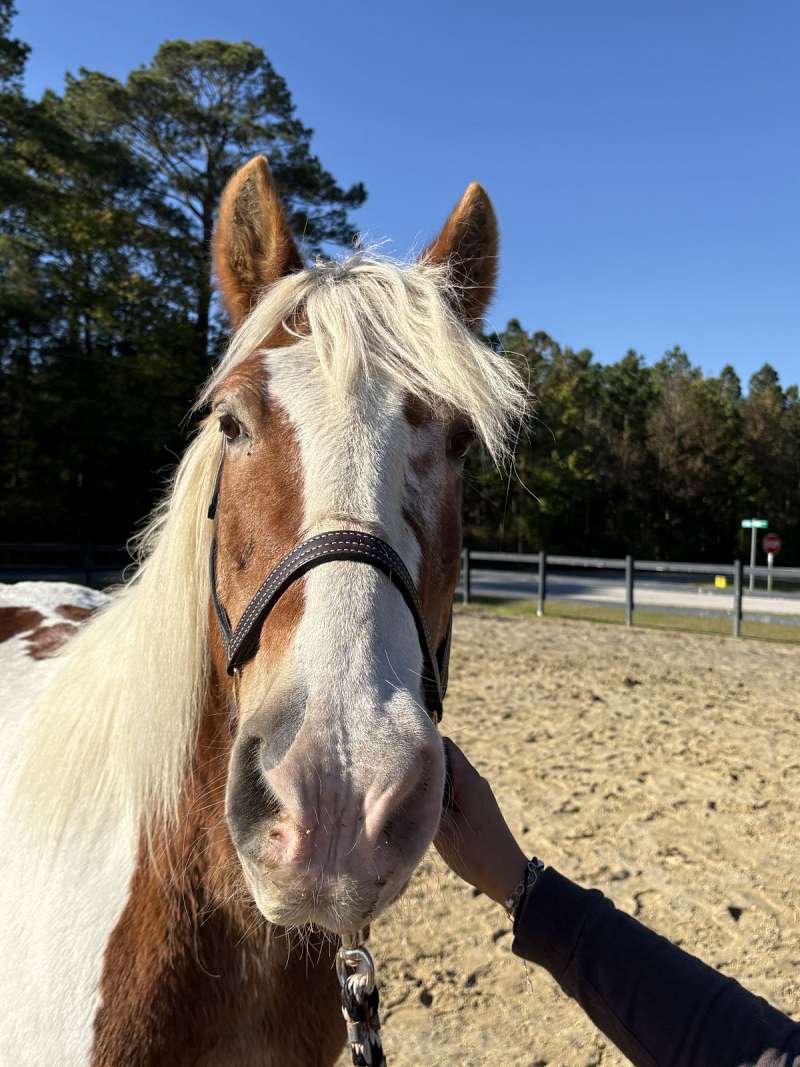 Cute Paint Gelding