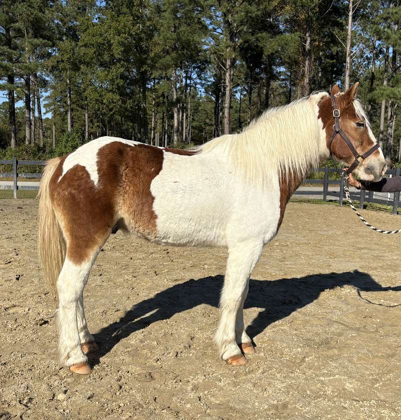Cute Paint Gelding