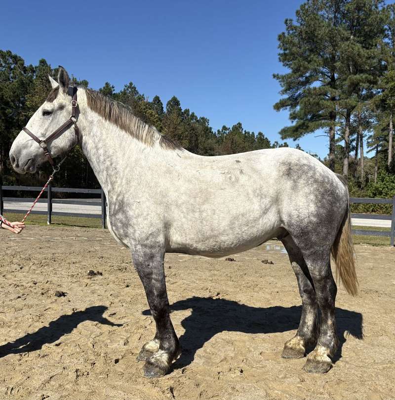 Grey Percheron Gelding