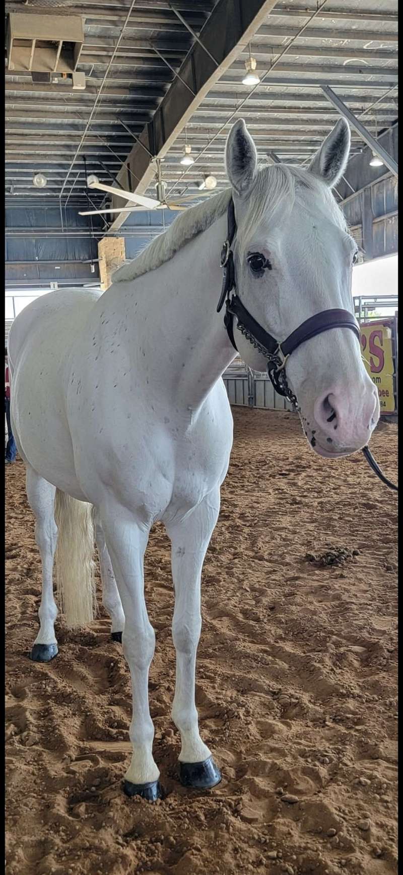 Beginner-Safe AQHA/APHA All-Around Mare