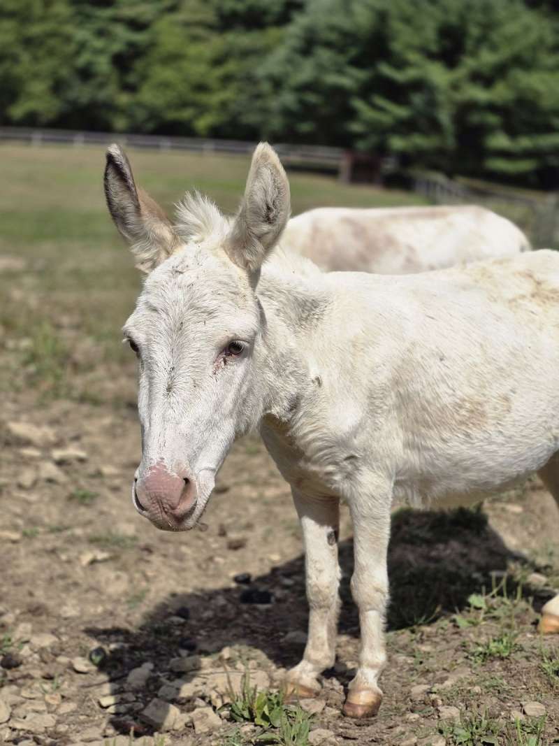 Sold**White Jenny Donkey