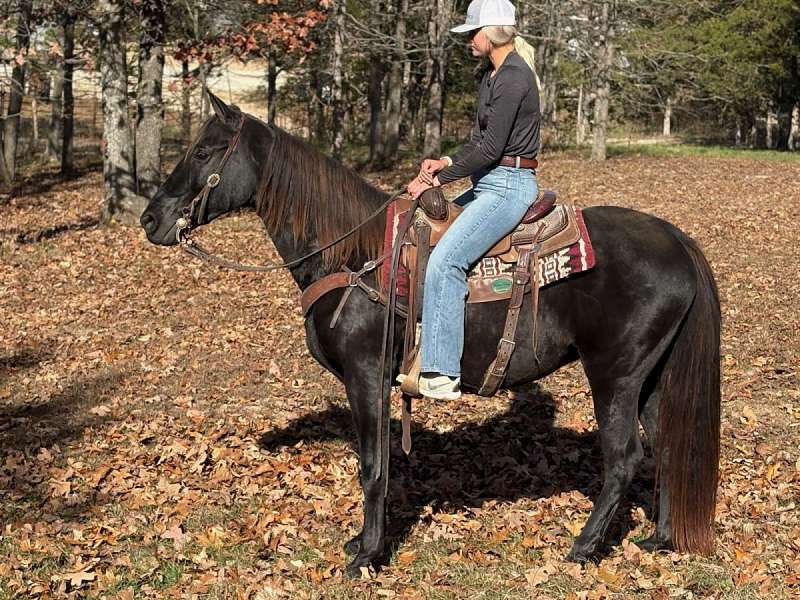 Reg Walking Horse Out of Pusher and Jose Jose Broke to Ride- Promicita