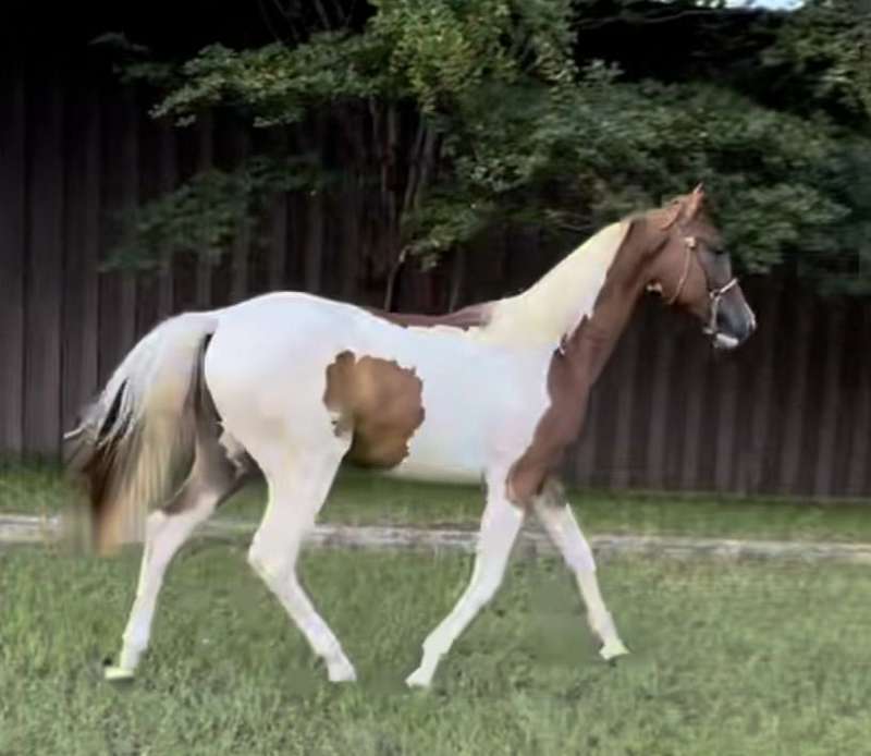 Half Arab Gelding