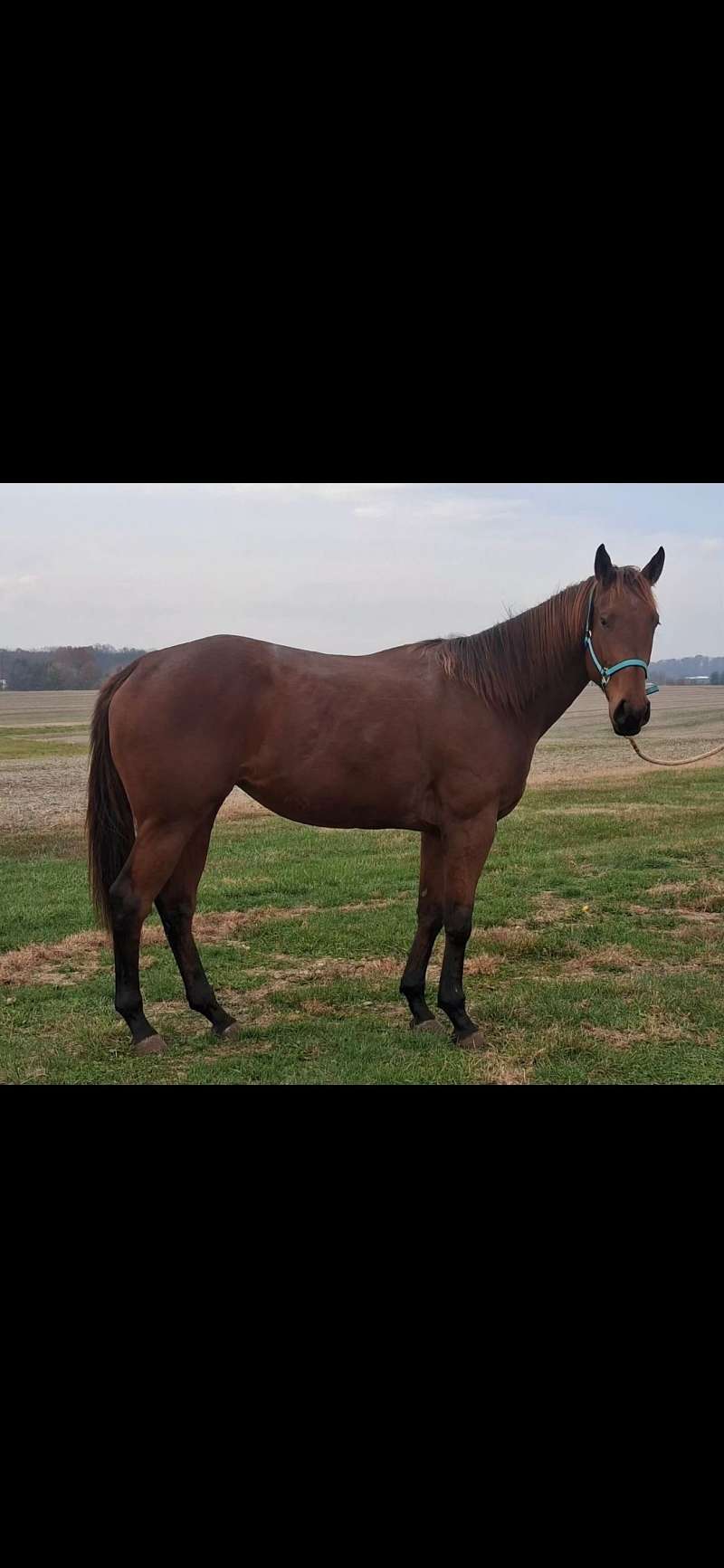 Willing, Loving, Easy Project