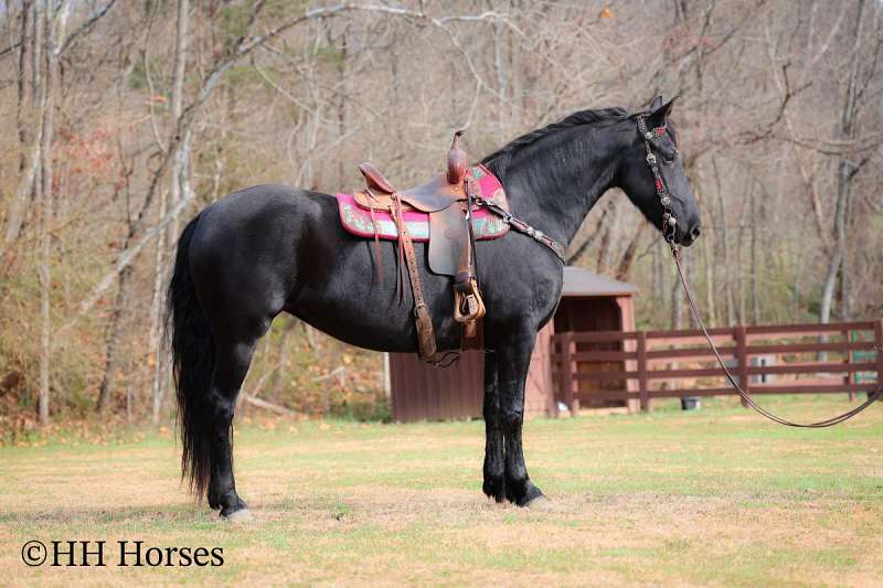 Real Fancy, Stylish Black Friesian Sport Horse Mare, Ride & Drive, Gentle