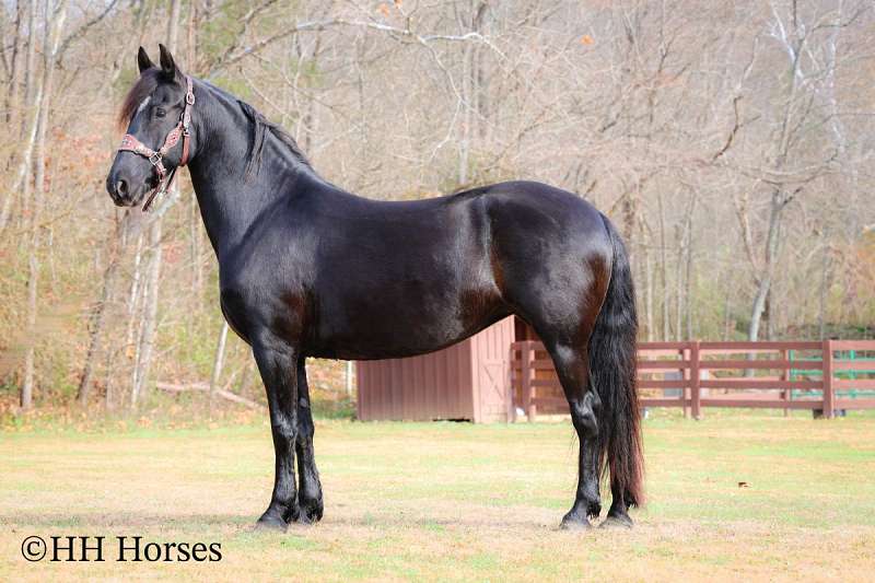 Real Fancy, Stylish Black Friesian Sport Horse Mare, Ride & Drive, Gentle