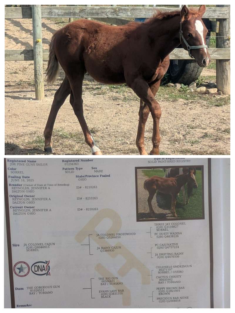 Sorrel APHA Solid Filly