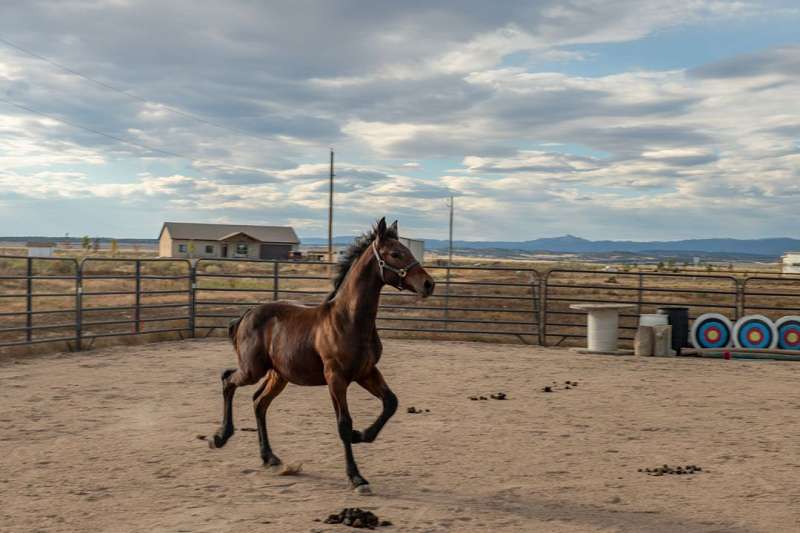 Fancy Friesian Sport Horse