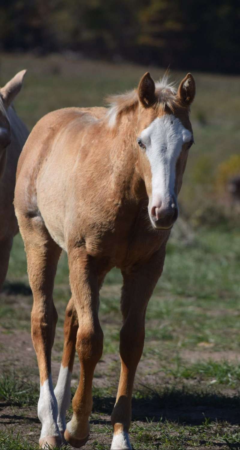AQHA/APHA Champagne Splash