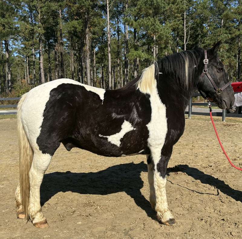 Cute Paint Gelding