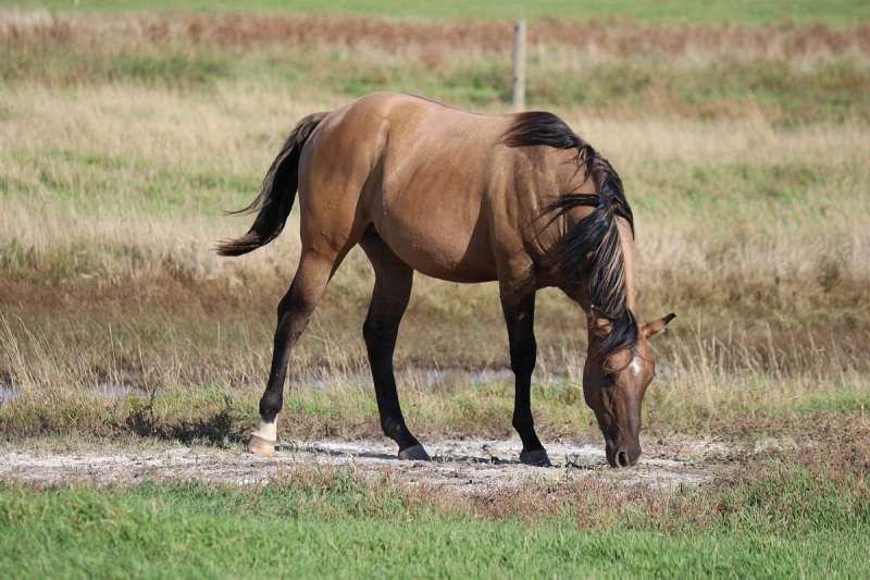 2024 AQHA Dun Stud Colt~ Quality Cow-Horse Prospect!