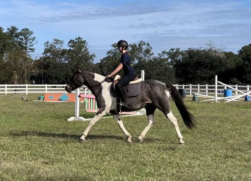 The Most Adorable Hony Mare Ever! Quiet, Great Brain and Aims to Please