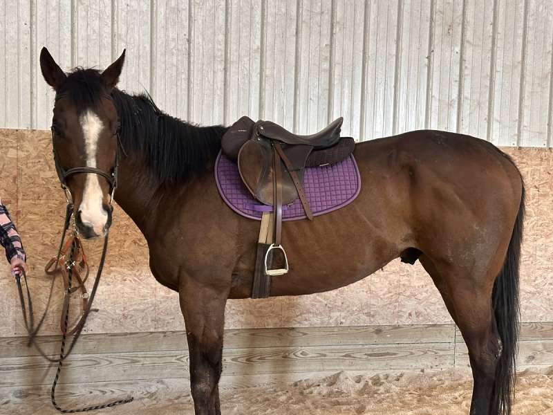 Motivated** 2015 OTTB Project