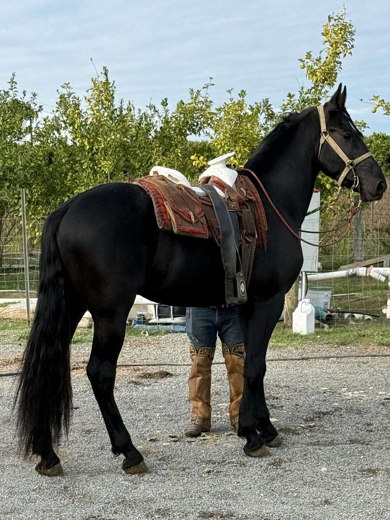 Warlander Stallion
