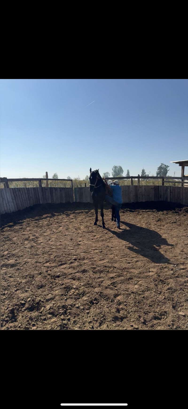 Warlander Stallion