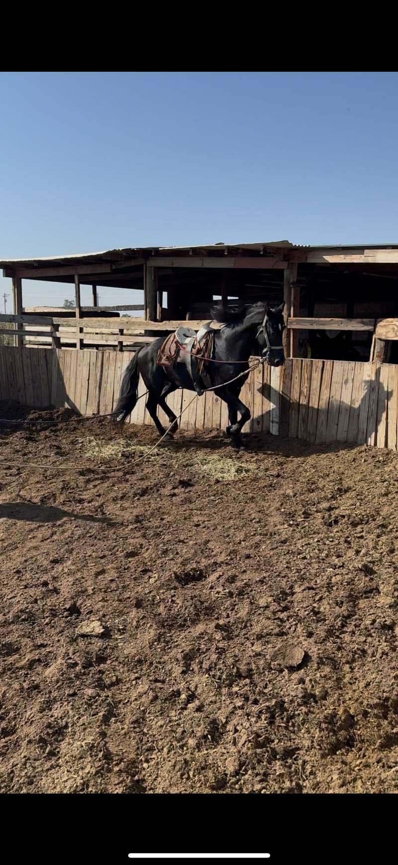 Warlander Stallion