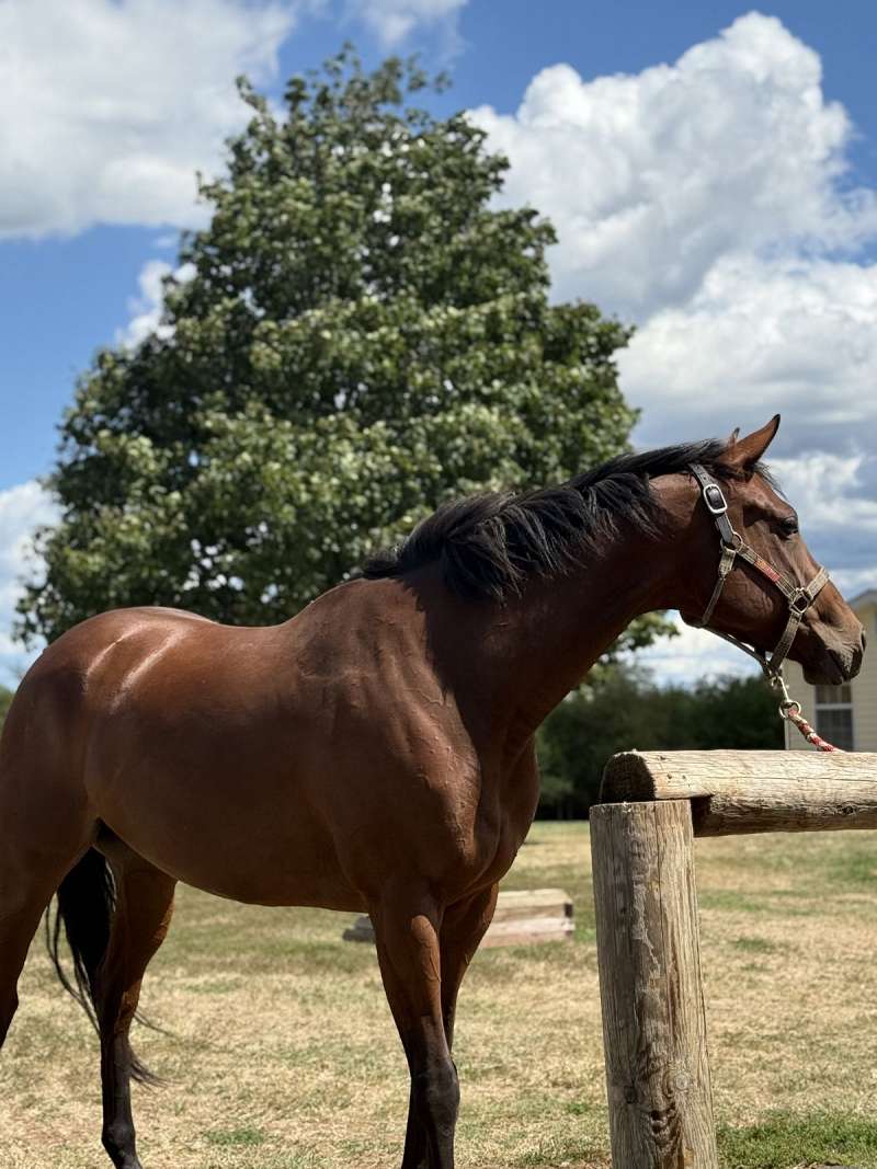 Flashy Bay Mare