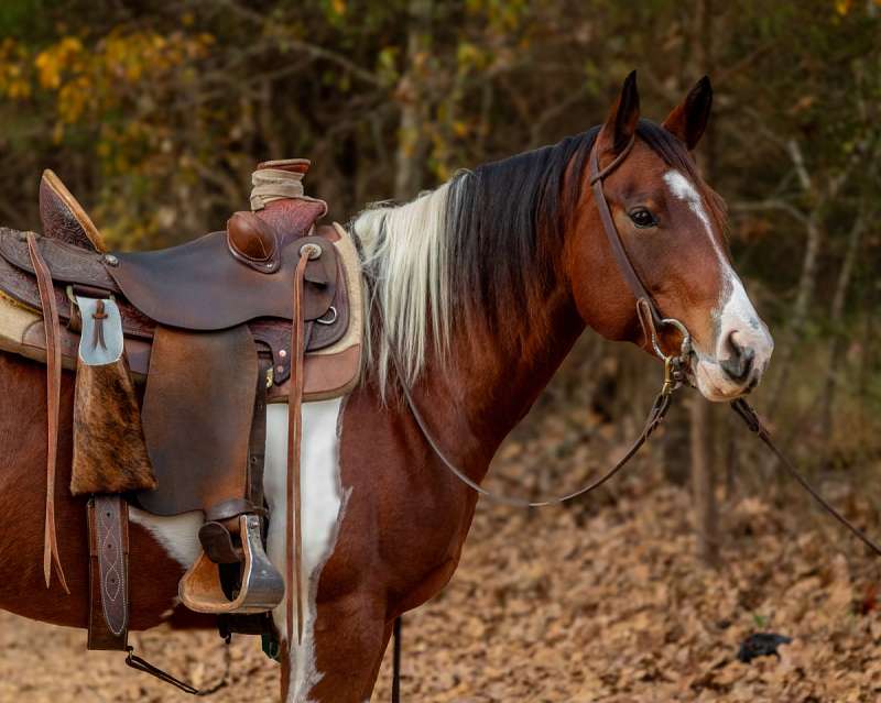 2017 APHA Bay Tobiano Mare – Versatile Performance Prospect