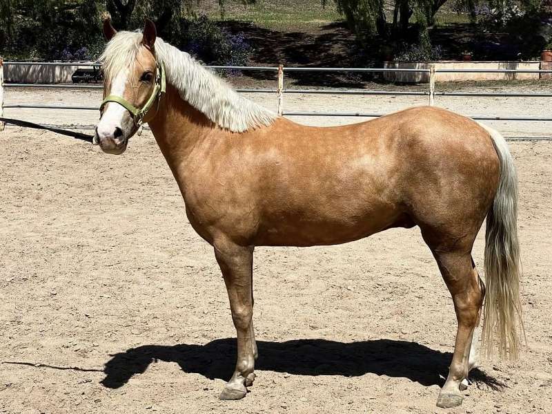 Children’S Pony Prospect