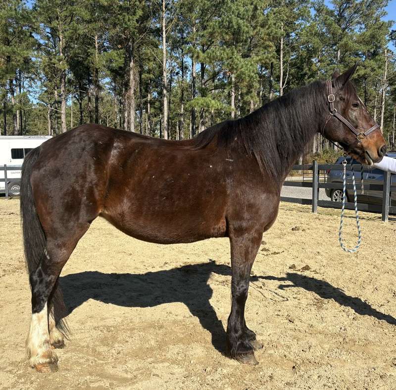 Bombproof Draft Cross Mare