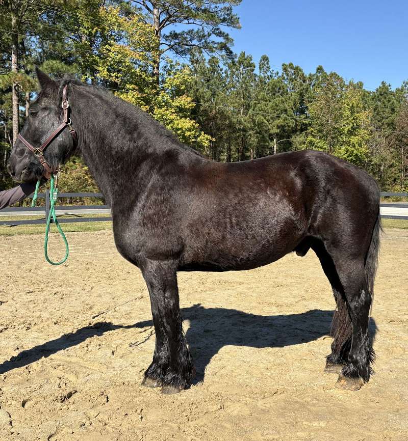 Pretty Percheron Gelding