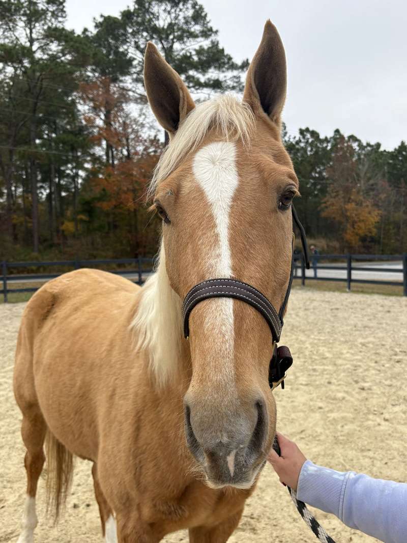 Palomino TWH Mare