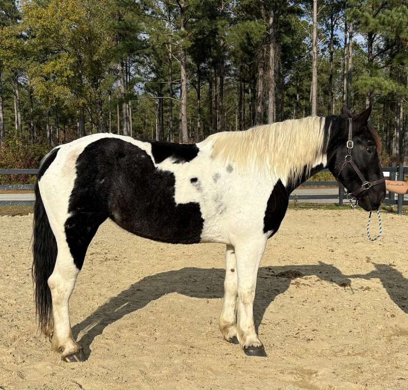 Spotted Draft Mare