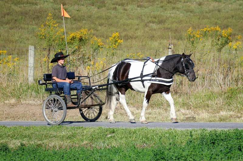 Flash - Kids Pony Deluxe 4 Yr Old Piebald Pony Gelding!