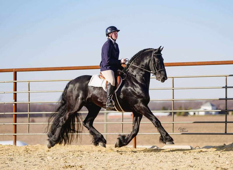 Snoopy - Exceptional All Around Partner 7 yo Black KFPS Gelding!